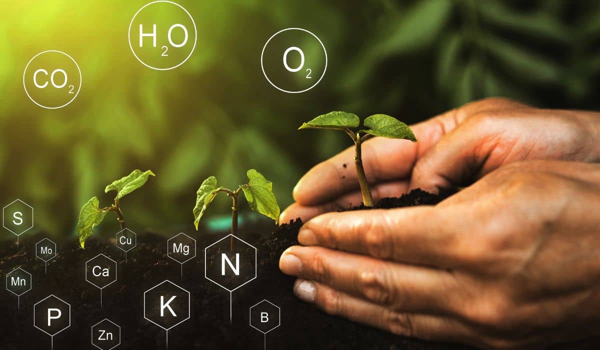 Best Advanced Nutrients For Soil A Comprehensive Guide To Achieve